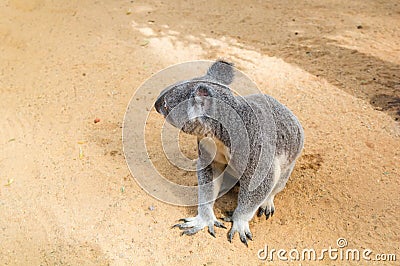 Curious Koala Royalty-Free Stock Image | CartoonDealer.com #42564574