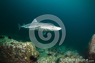 Curious Shark Stock Photography | CartoonDealer.com #19487966