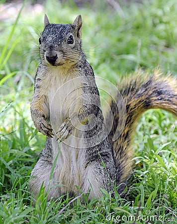 Curious Squirrel Standing On Hind Legs Stock Photos - Image: 12197843