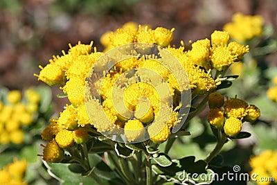 Curry Plant Royalty Free Stock Image - Image: 12873176