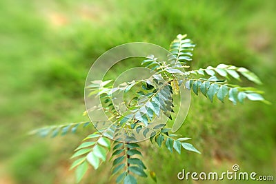 Curry Tree Royalty-Free Stock Photo | CartoonDealer.com #4247433