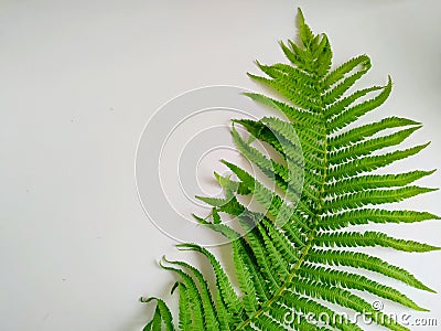 Curved Green Fern Leaf Isolated On A White Background Stock Image ...