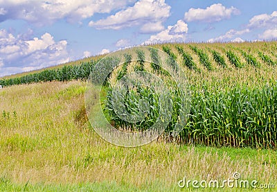 Curved Rows Of Corn Royalty-Free Stock Photo | CartoonDealer.com #98271279