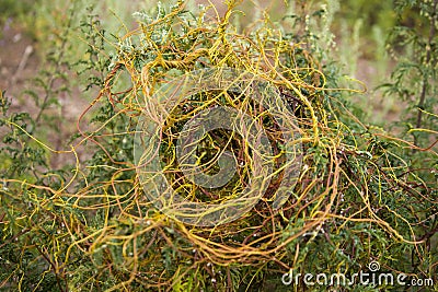 Cuscuta Europaea / Cuscutaceae Royalty Free Stock Photos - Image: 15277838