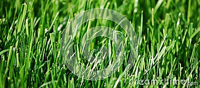Cut Grass - Pattern - Stock Image - Everypixel