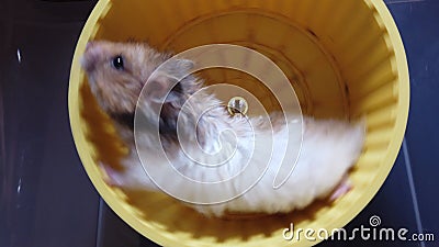 Cute Baby Syrian Hamster Running on the Spinning Wheel Stock Video ...