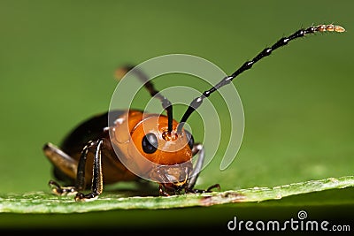 Cute Beetle Face Stock Photography | CartoonDealer.com #8138666