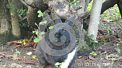 Black rabbit under a tree stock video. Video of breeding - 186023303