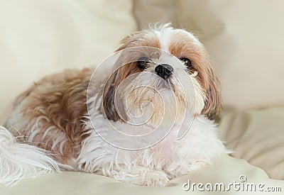 Cute Brown Shih-Tzu Dog. Stock Photo - Image: 58414330