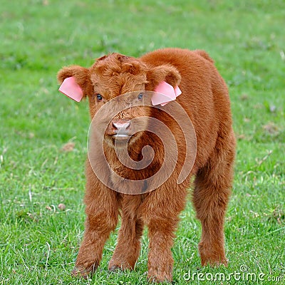 Cute Calf Of Highland Cattle Royalty Free Stock Image - Image: 19734326