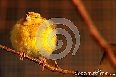 Cute Canary Bird Royalty Free Stock Photo - Image: 15885105