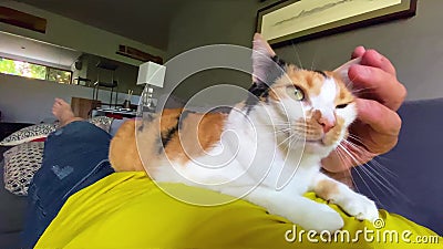 Cute cat being petted. stock footage. Video of hand - 240922382
