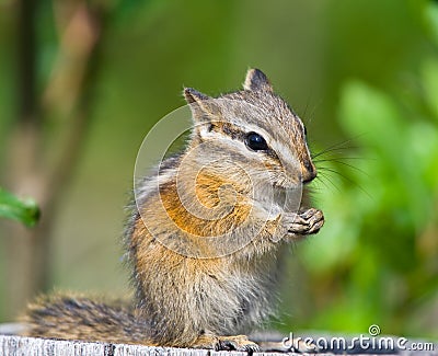 Cute Chipmunk Royalty Free Stock Image - Image: 15204906