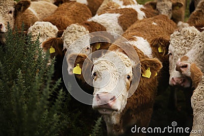 Cute Curly Hair Cow Staring Stock Image - Image: 39676217