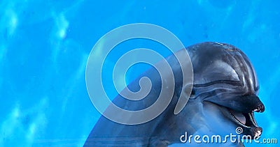 Cute Dolphin Muzzle Underwater Close Up, Wild World Stock Footage ...