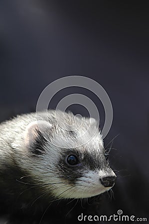 Ferret on my shoulder stock image. Image of cute, animal - 1059057