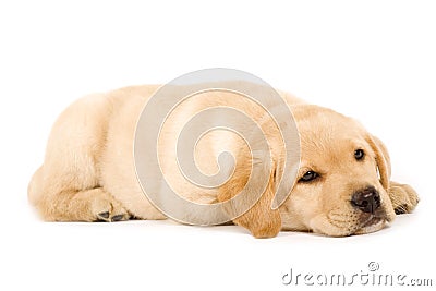 Cute Labrador Dog Sleeping Royalty Free Stock Photography - Image: 14213207