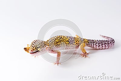 Cute Leopard Gecko Eublepharis Macularius Eats Cockroach On A White ...