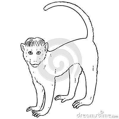 Cute Line Art Illustration Of Toque Macaque Cartoon Vector ...