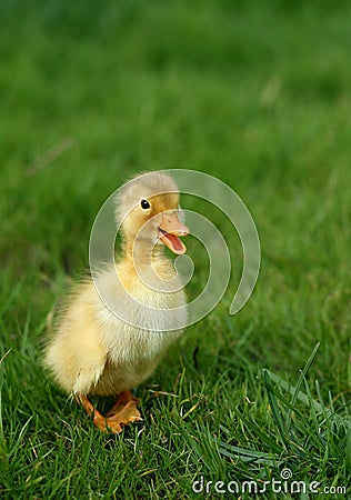 Cute Little Duckling Stock Photography - Image: 2793462