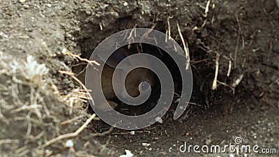 Cute Little Rabbit Digging in a Hole Stock Footage - Video of rodent ...