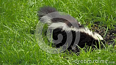 Cute little skunk stock video. Video of skunk, birdseed - 120407661