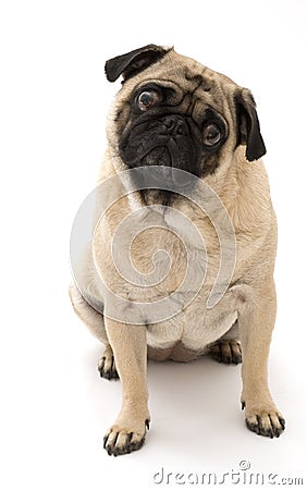 Cute Pug Looking Concerned Stock Image - Image: 5931481