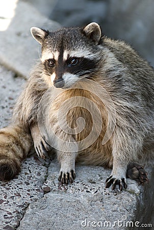 Cute Raccoon Royalty Free Stock Photos - Image: 9625188