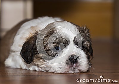 Cute Shih Tzu Dog Royalty Free Stock Photography - Image: 22429687