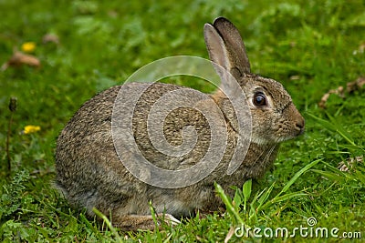 Cute Wild European Rabbit Stock Photo - Image: 3569090