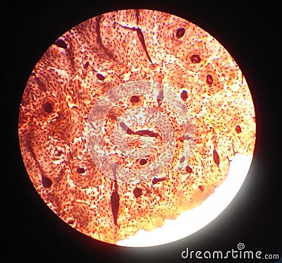 Microscope and macrophotography - Dreamstime