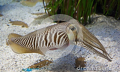 Cuttlefish Royalty Free Stock Image - Image: 24638866