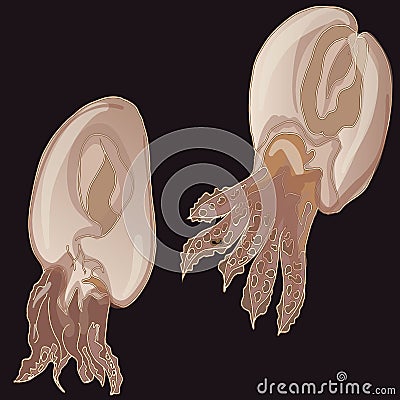 Cuttlefish Vector Drawing. | CartoonDealer.com #64240761