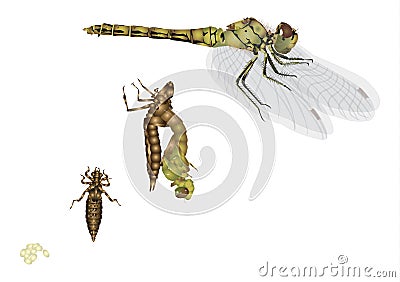 Cycle De Vie De Libellule Illustration Stock - Image: 57920346