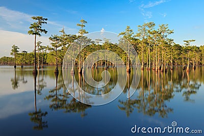 Cypress Trees In The Swamp Stock Images - Image: 14944454