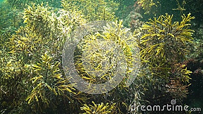 Cystoseira Algae on the Rocks in the Black Sea Stock Video - Video of ...