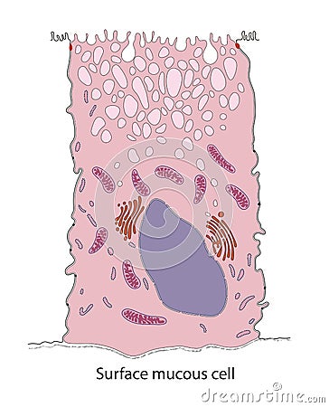 Diagram Of Surface Mucous Cell From The Bat Stomach Stock Image ...