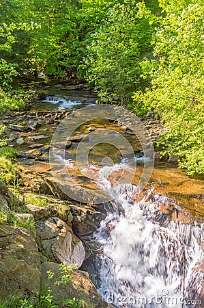 Czarna Wiselka Creek Between Trees. Source Creek Of The Vistula River ...