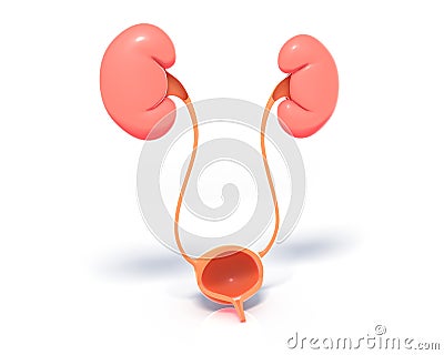 3D Anatomical Illustration Of The Urinary System. Royalty-Free Cartoon ...