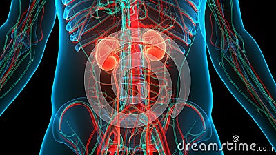 Human Internal Organs Urinary System Kidneys with Bladder Anatomy ...