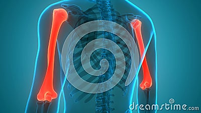 Human Skeleton System Humerus Bone Joints Anatomy Animation Concept ...