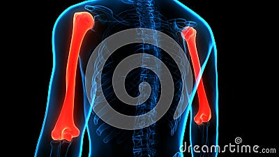 Human Skeleton System Humerus Bone Joints Anatomy Animation Concept ...