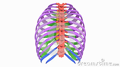 Human Skeleton System Thoracic Skeleton Anatomy Animation Concept Stock ...