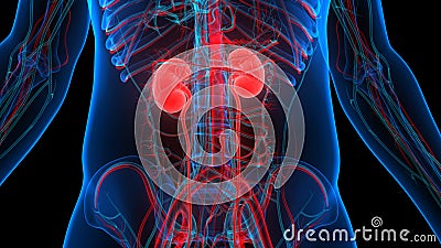 Human Urinary System Kidneys with Bladder Anatomy Animation Concept ...