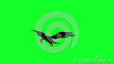 Condor in Flying on Green Screen Stock Video - Video of feather, chroma ...