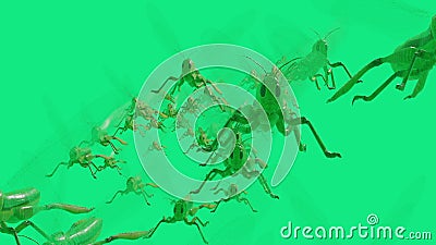 Animation Featuring a Swarm of Thousands of Locusts Flying into Frame ...