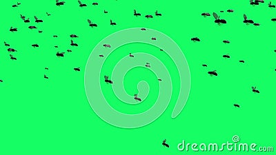 Animation - Flies Fly on Green Screen Stock Video - Video of flying ...