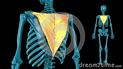 Ascending Part of Trapezius on a White Background - 3D Model Stock ...
