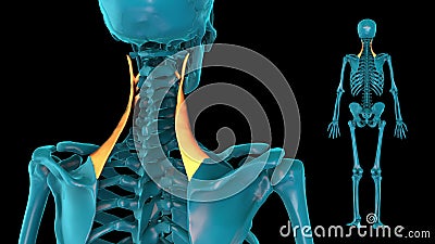 Levator Scapulae - 3D Model Stock Footage - Video of femoris, deltoid ...