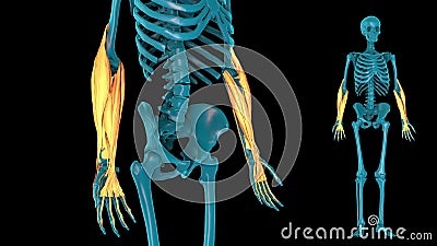 Muscle of Forearm - 3D Model Stock Footage - Video of anterior, faciae ...